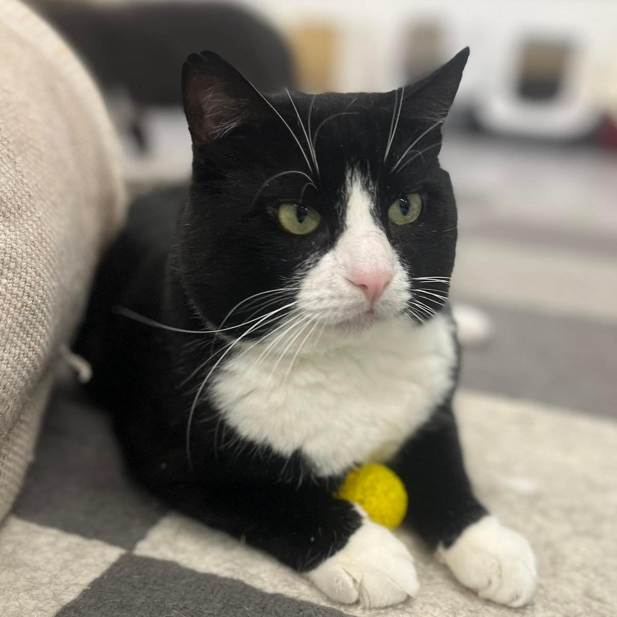 Fruktik – MTÜ Neli Käppa