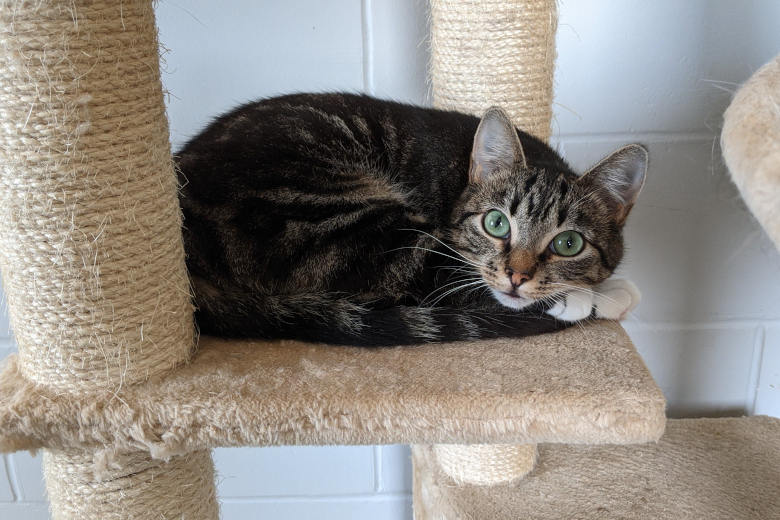 Everita – MTÜ Neli Käppa